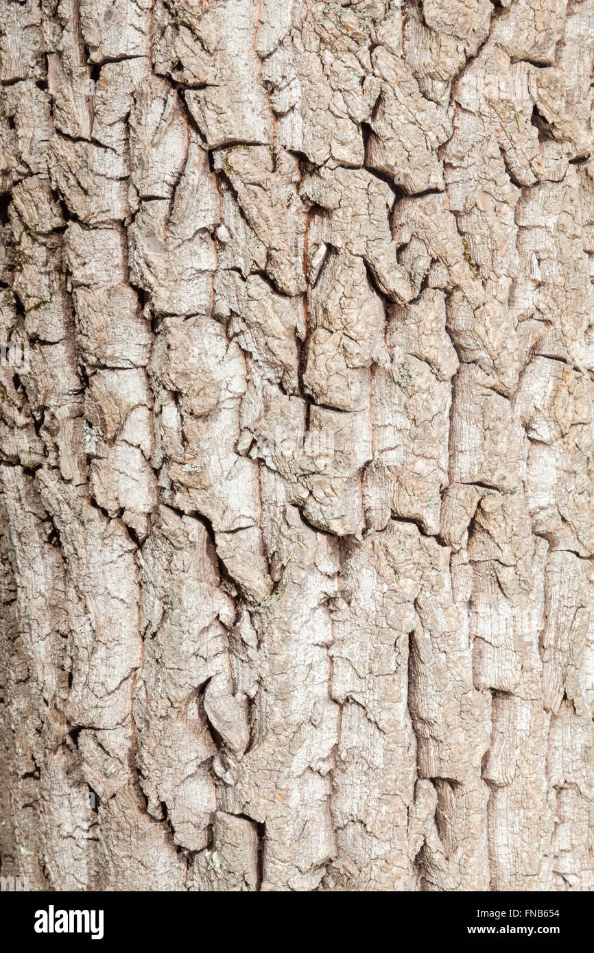 Wood and tree texture or background Stock Photo - Alamy