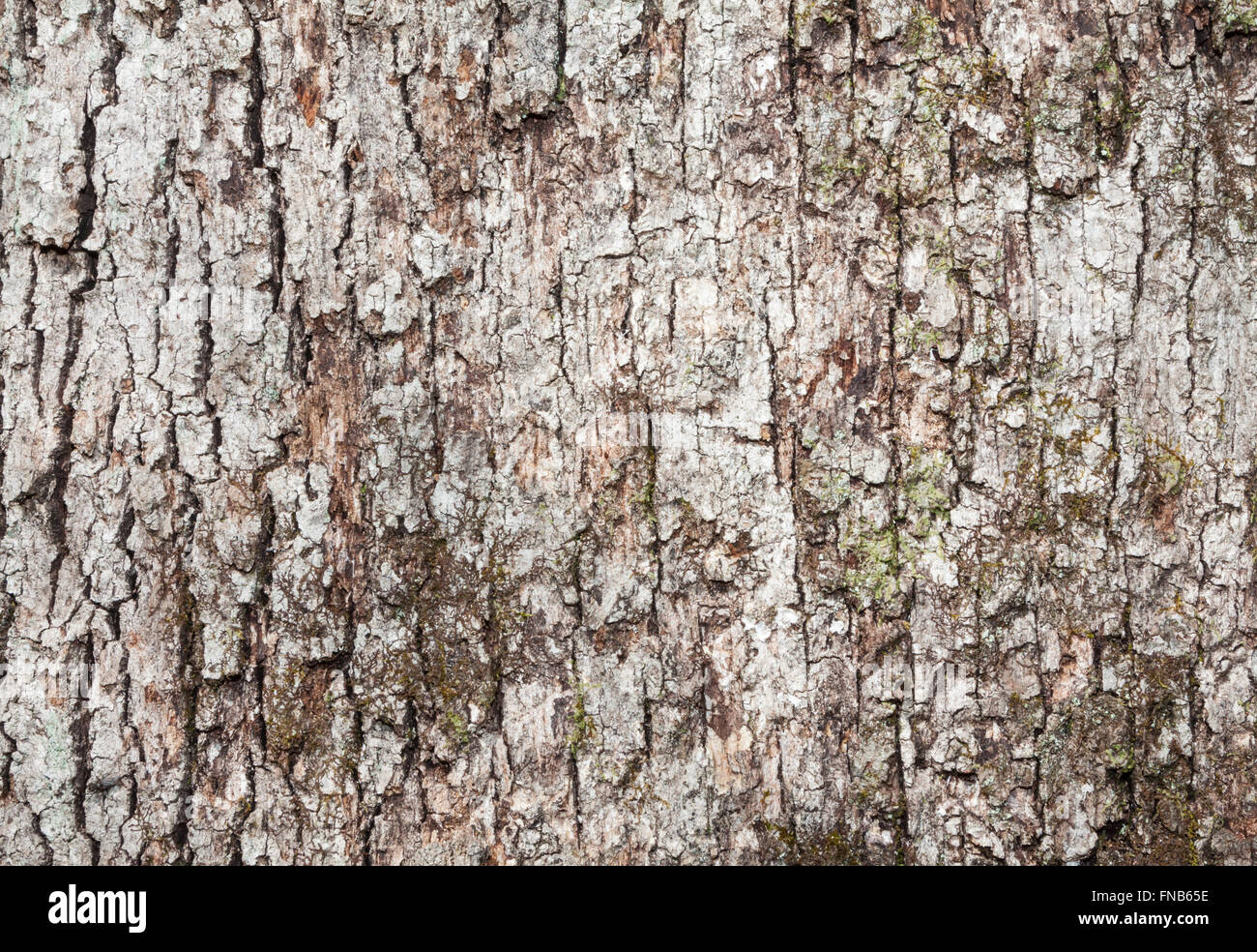 Wood and tree texture or background Stock Photo - Alamy