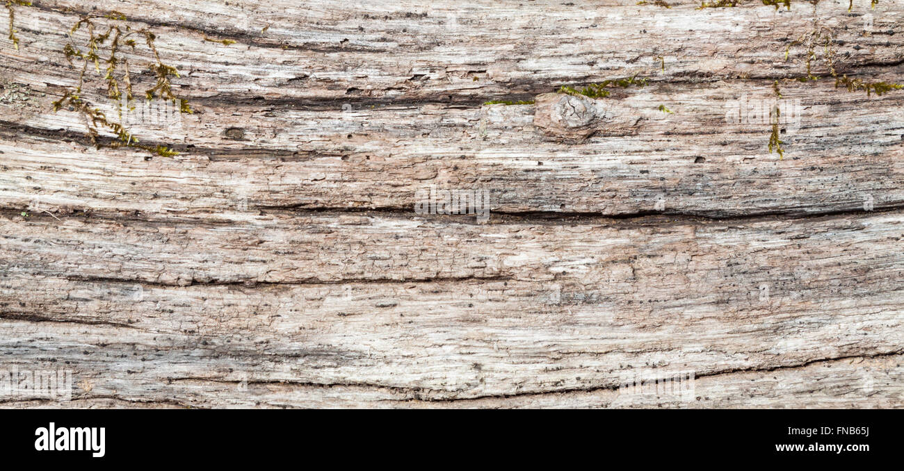 Wood and tree texture or background Stock Photo - Alamy