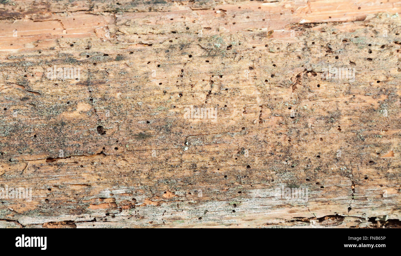 Wood and tree texture or background Stock Photo - Alamy