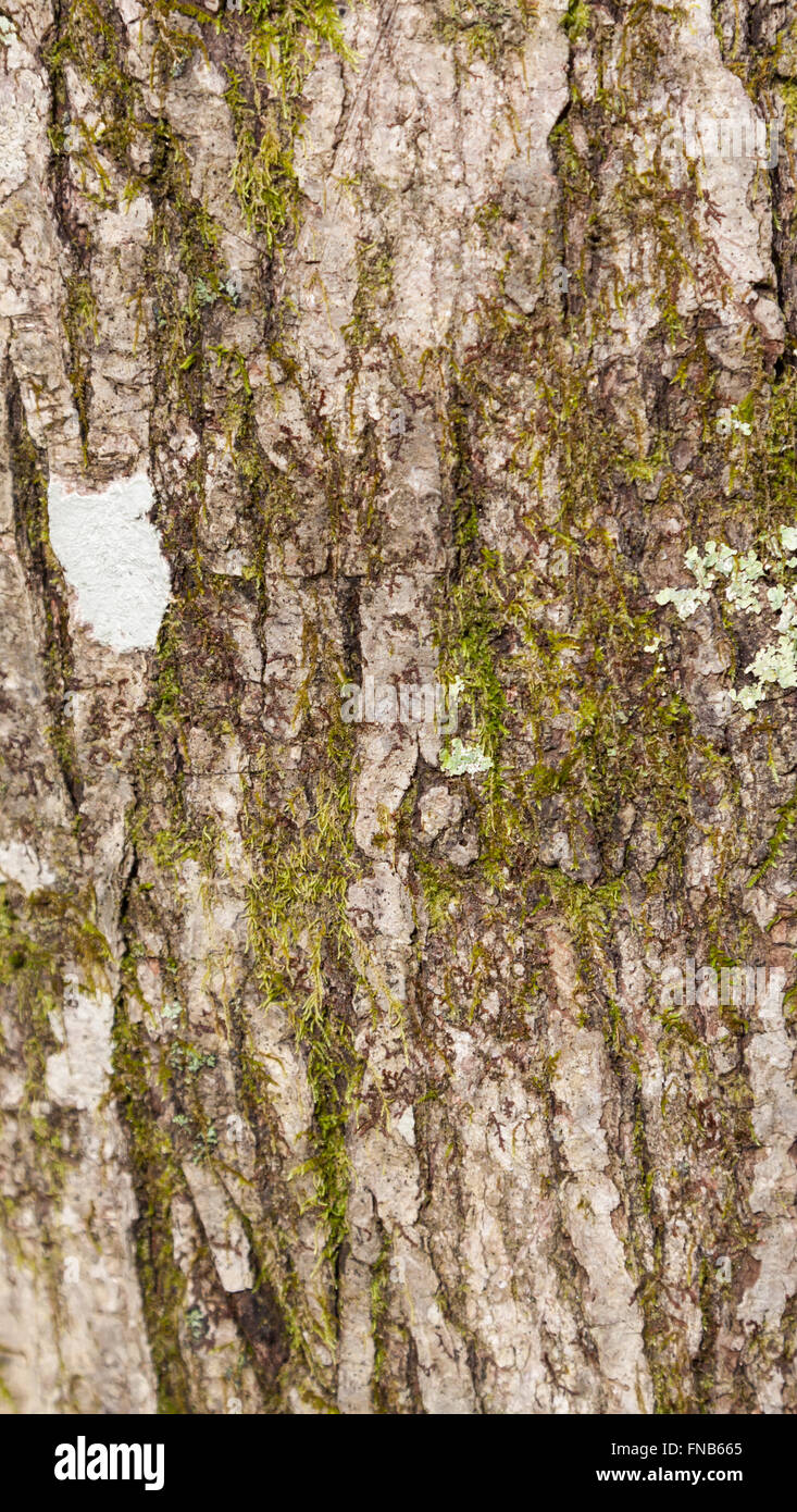 Wood and tree texture or background Stock Photo - Alamy