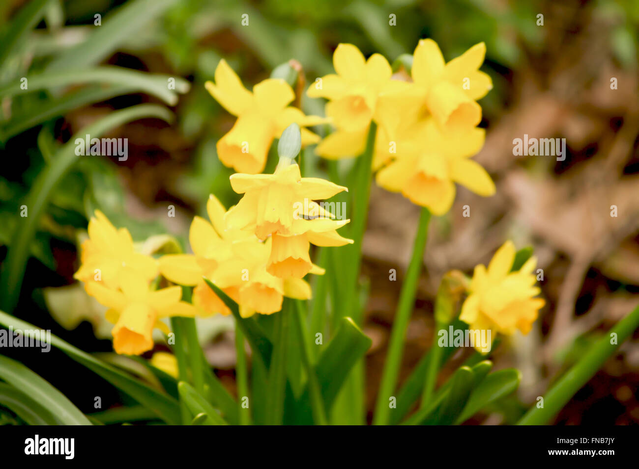 Daffodil, group of flower in the wood Stock Photo - Alamy