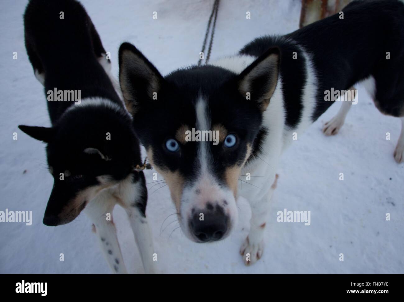 Dog sledding, Tromso, Norway Stock Photo - Alamy