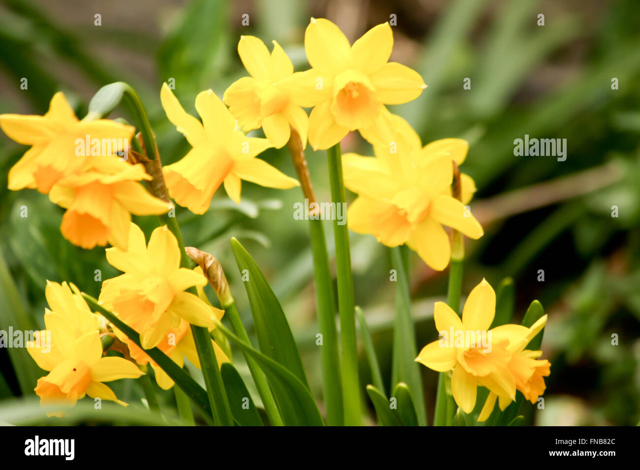 Little daffodil hi-res stock photography and images - Alamy
