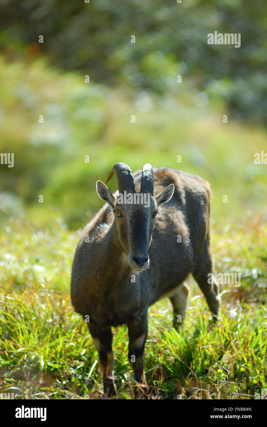 Rare Nilgiri Tahr (Hemitragus hylocrius) Mountain Goat in the Western ...