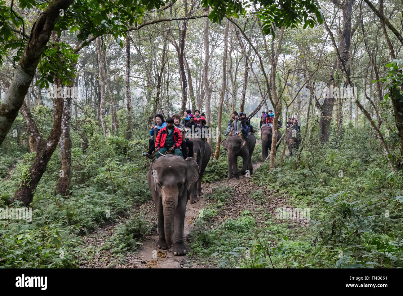 Nepal elephant chitwan national park hi-res stock photography and ...