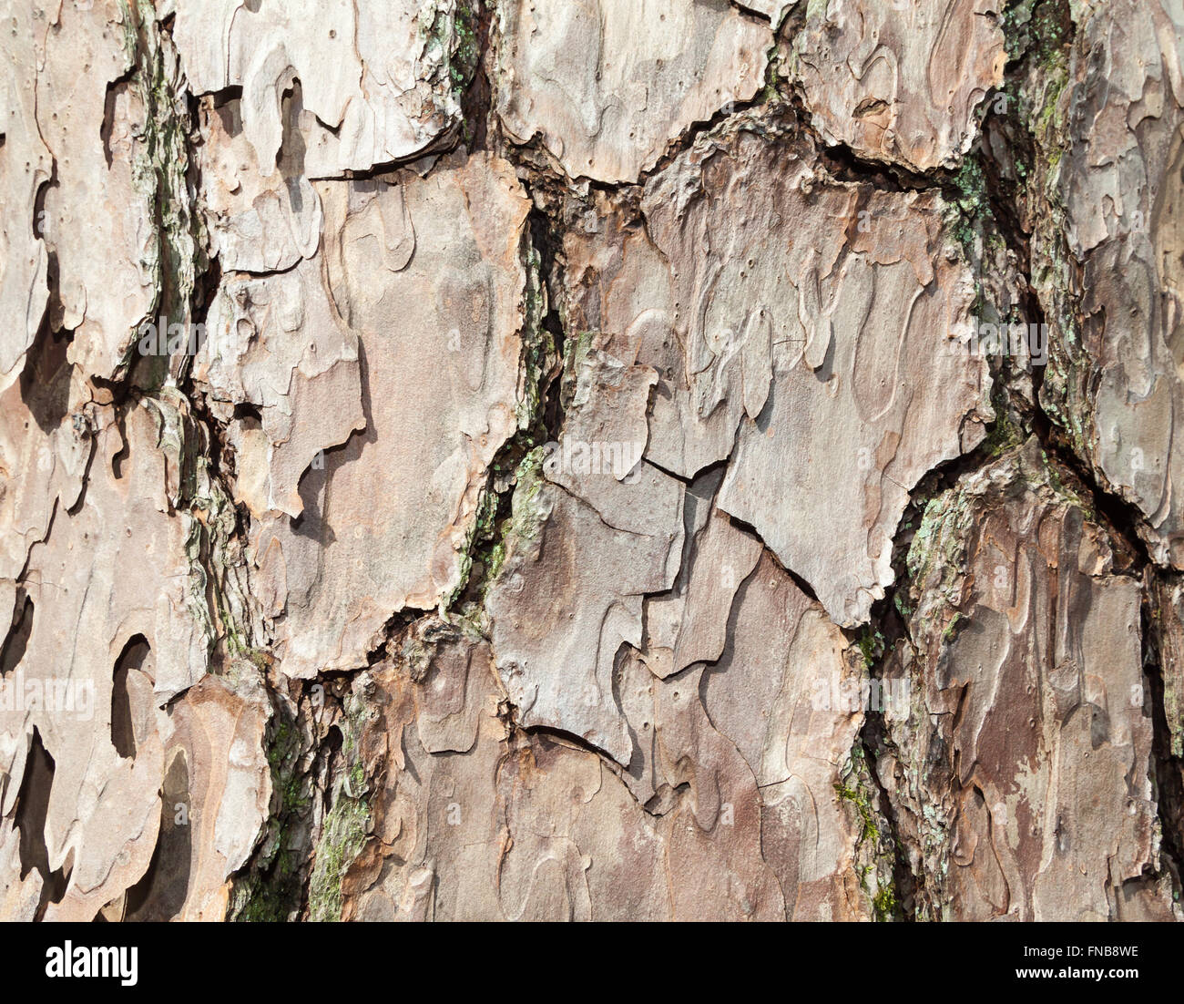 Wood and tree texture or background Stock Photo - Alamy