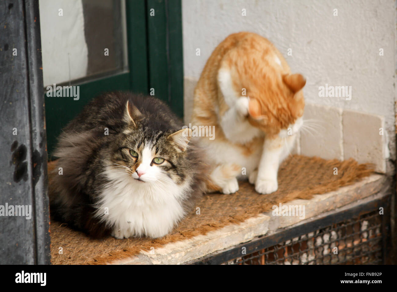 Two cats outside their home Stock Photo - Alamy