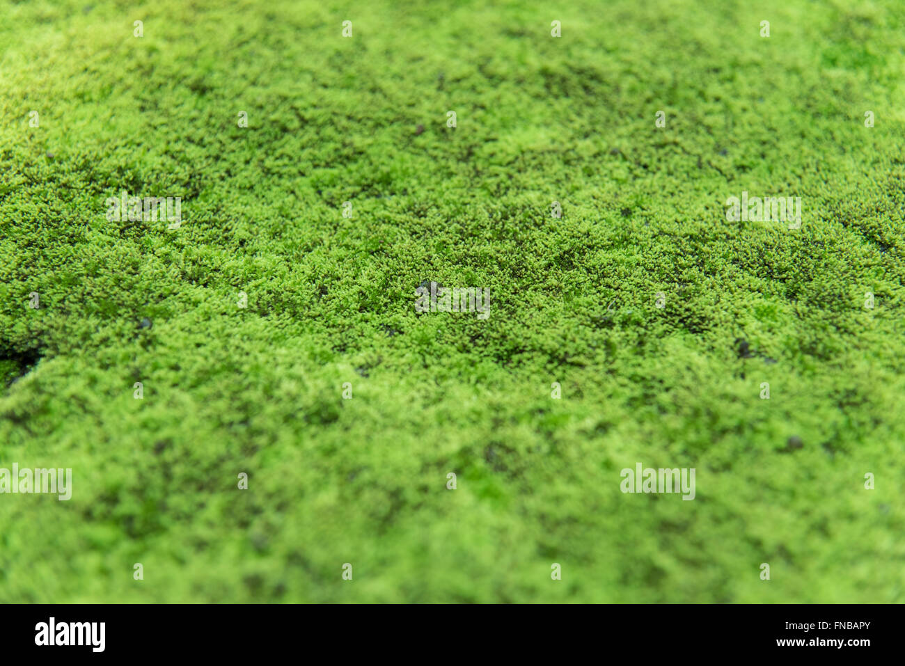 green moss background texture beautiful in nature Stock Photo - Alamy