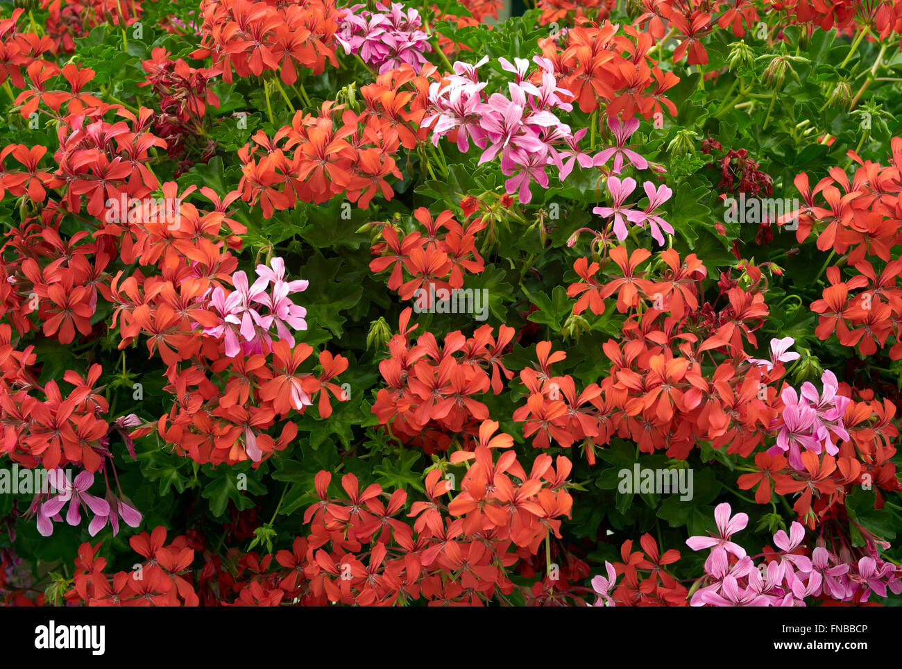 Geraniums / Floral display Stock Photo - Alamy