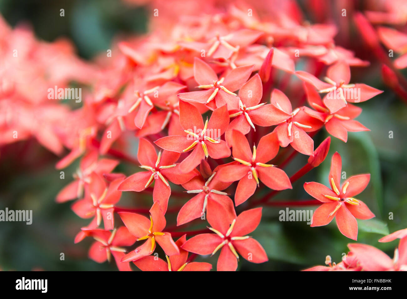 Beautiful Red Small Flowers Rubiaceae Ixora stricta.sensitive focus ...
