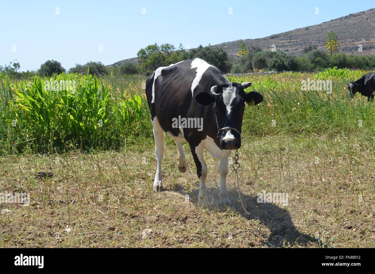 Photography of nature in the open space Stock Photo - Alamy