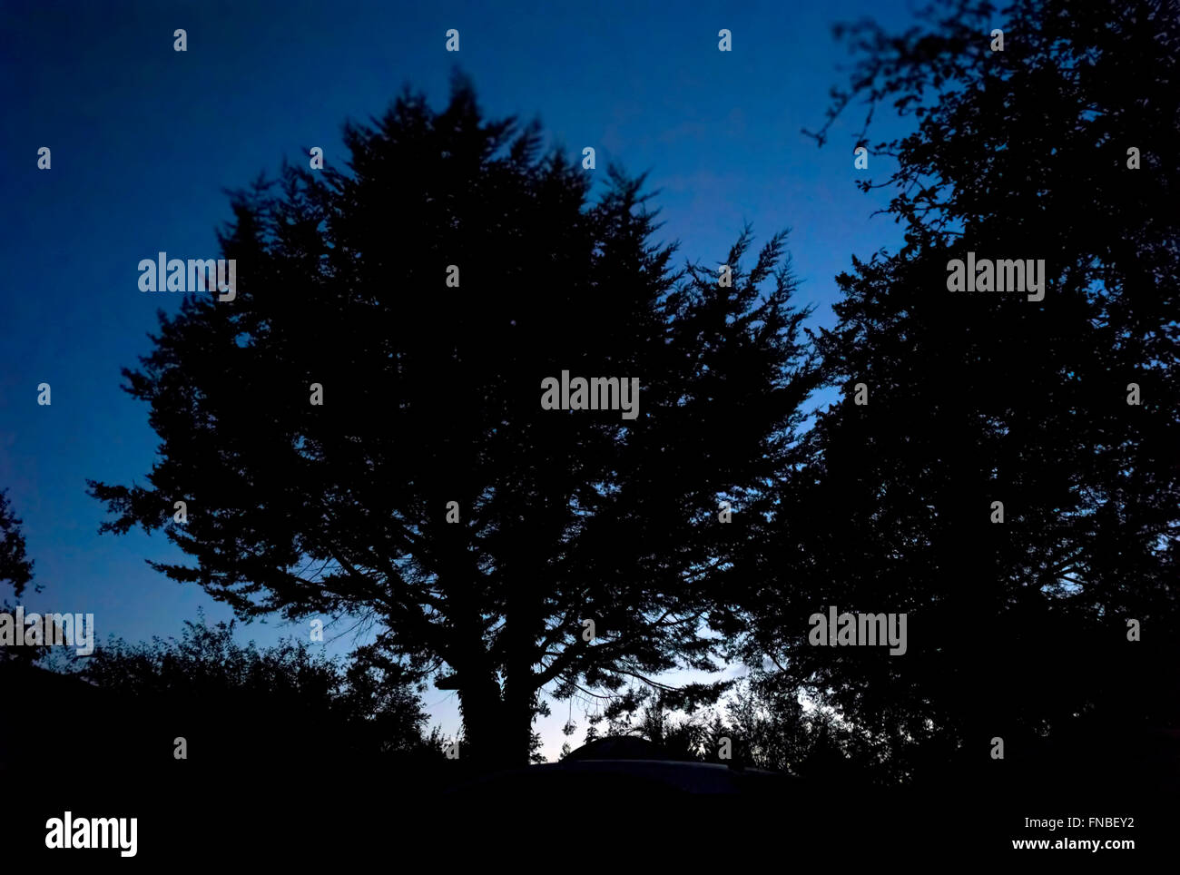 Silhouetted leaf hi-res stock photography and images - Alamy