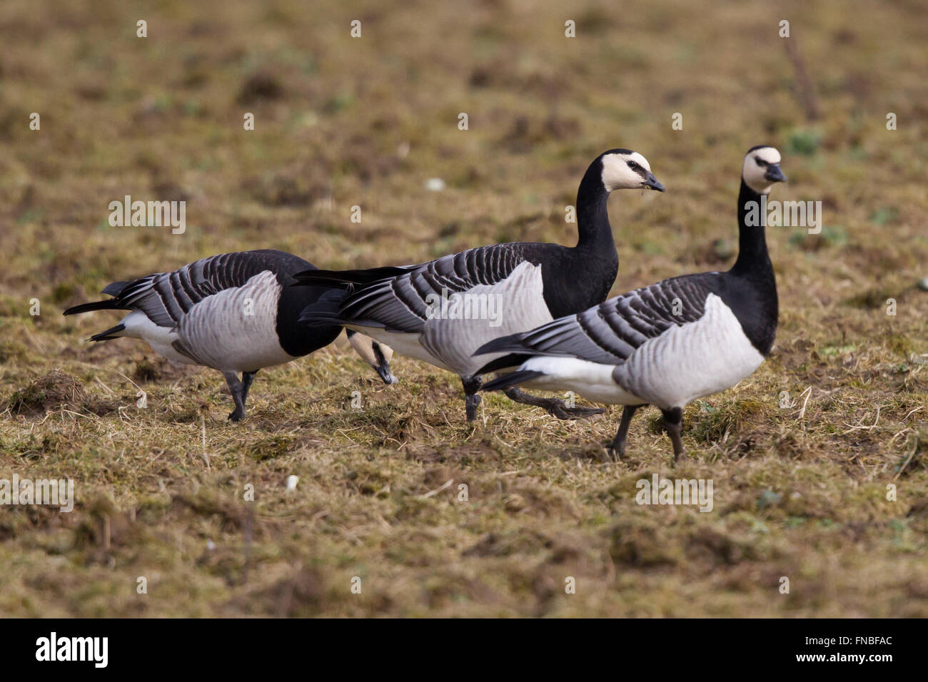 Barnacle Goose, a wintering bird species in Britain Stock Photo - Alamy