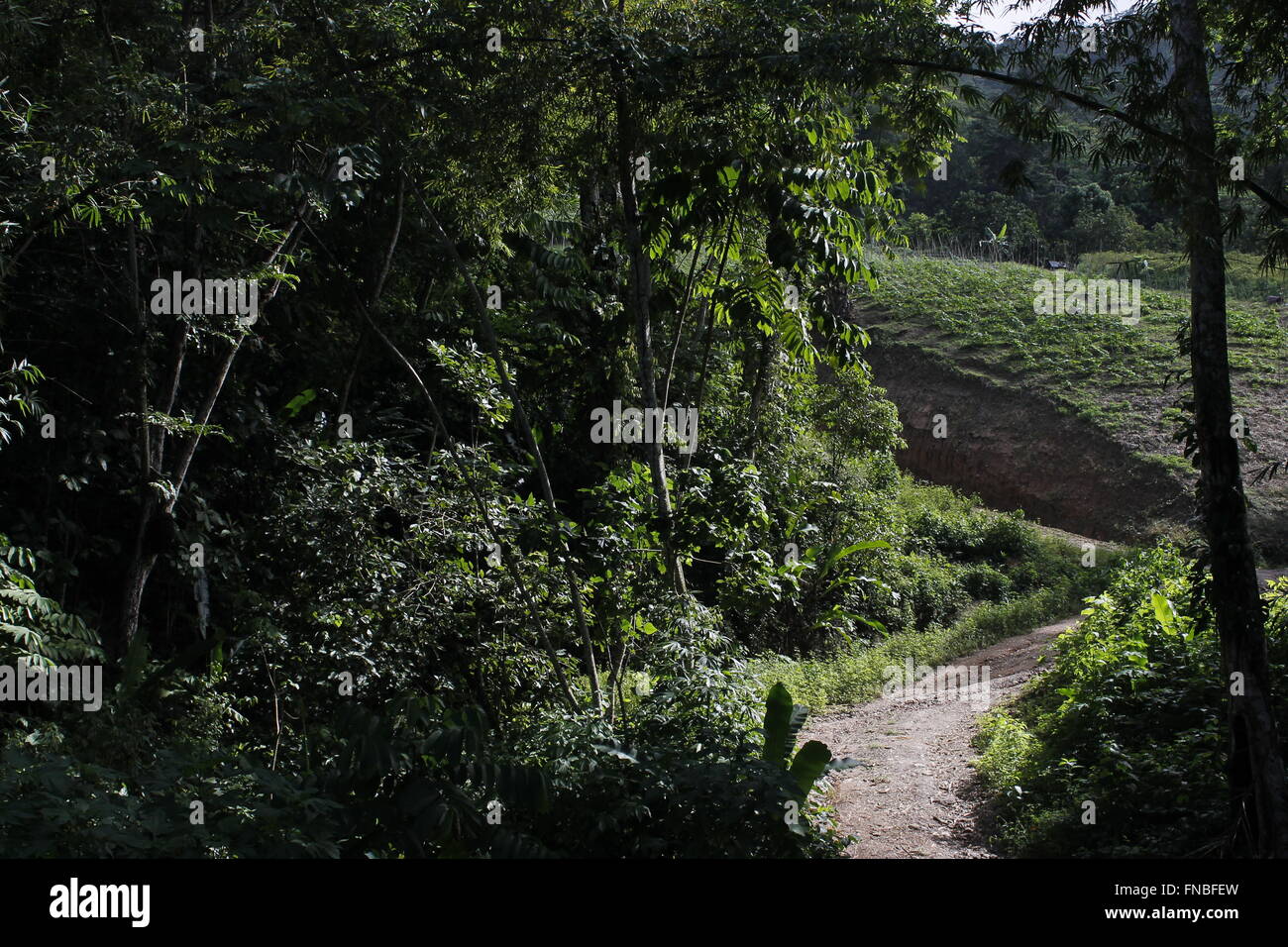 Farm forest hi-res stock photography and images - Alamy