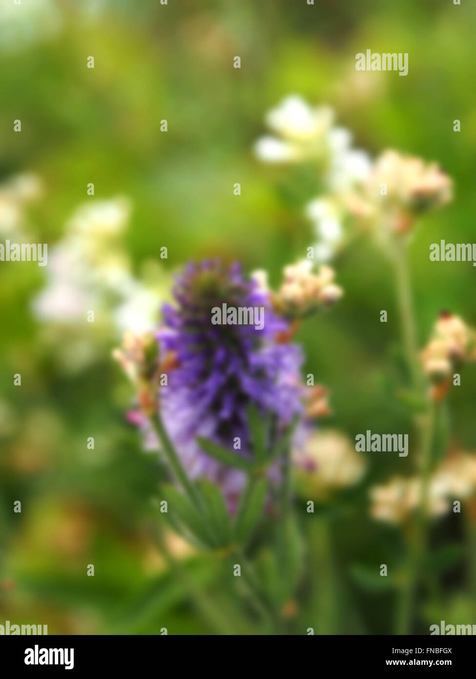 blurred flower background Stock Photo - Alamy