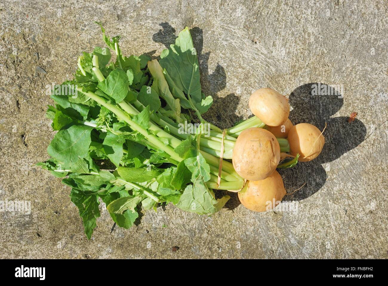 Turnips "golden ball Stock Photo - Alamy