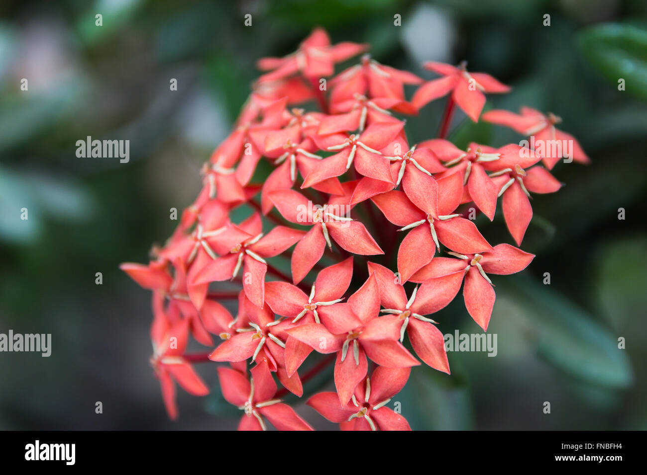 Beautiful Red Small Flowers Rubiaceae Ixora stricta.sensitive focus ...