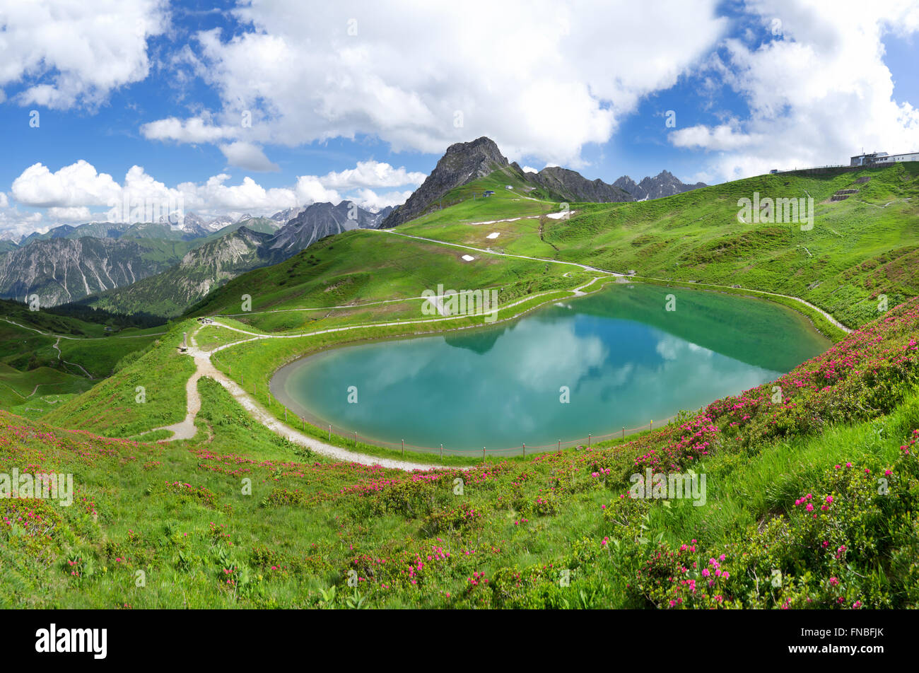 Alpine roses hi-res stock photography and images - Alamy