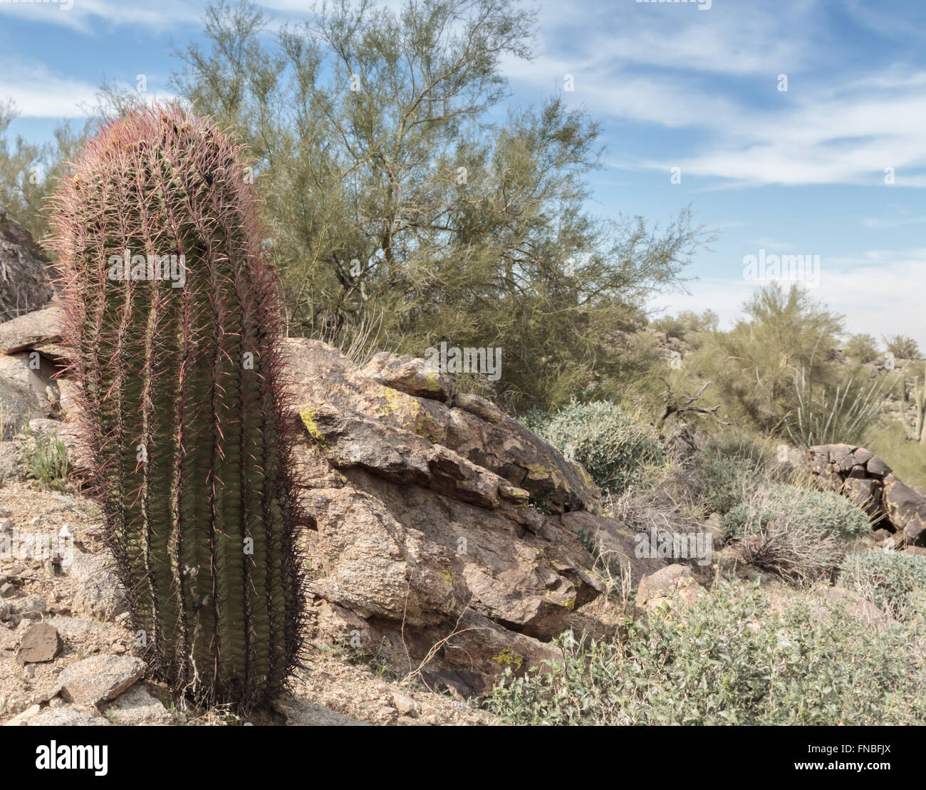 Native desert cactus in Phoenix Arizona Stock Photo - Alamy
