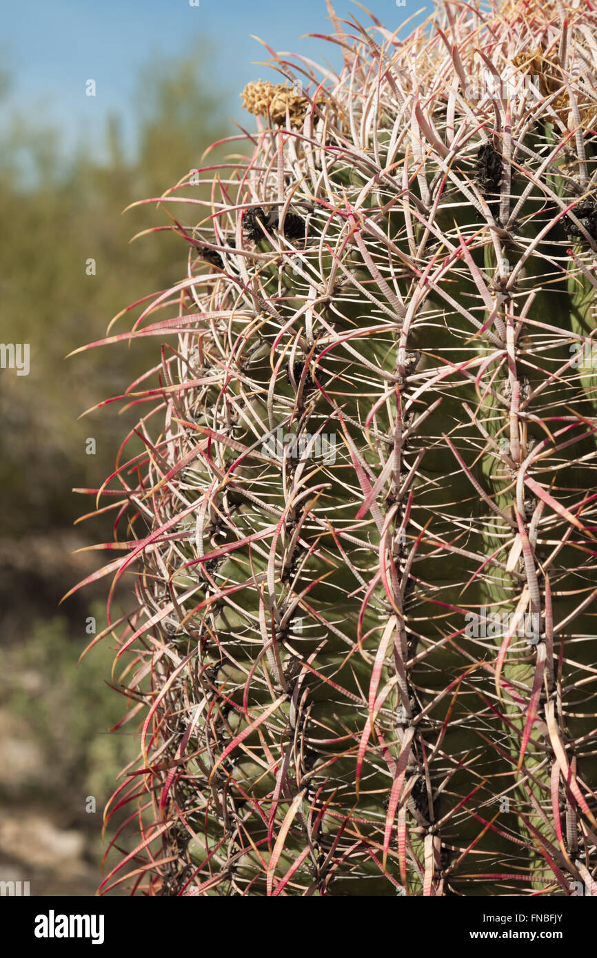 Native desert cactus in Phoenix Arizona Stock Photo - Alamy