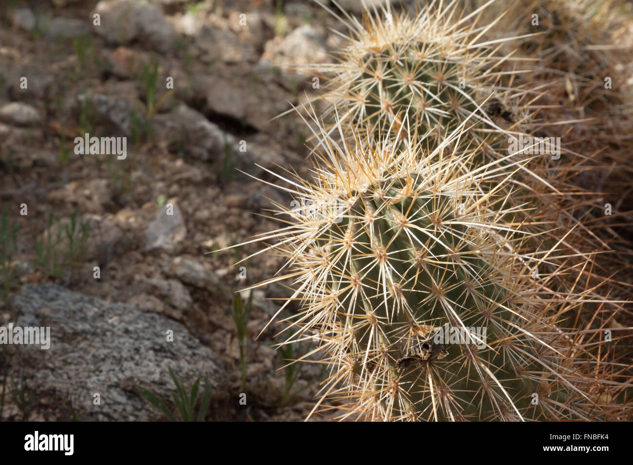Native desert cactus in Phoenix Arizona Stock Photo - Alamy