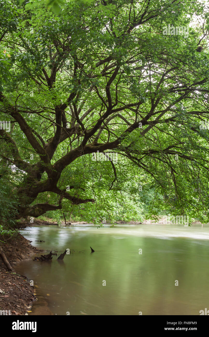 Natural creekside in rural south Stock Photo - Alamy