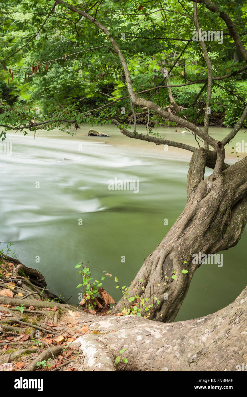 Natural creekside in rural south Stock Photo - Alamy