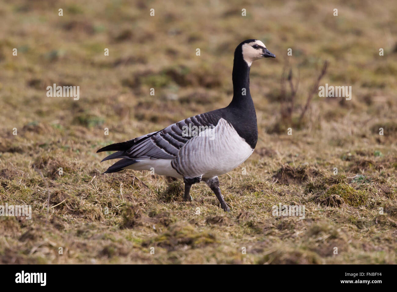 Barnacle Goose, a wintering bird species in Britain Stock Photo - Alamy