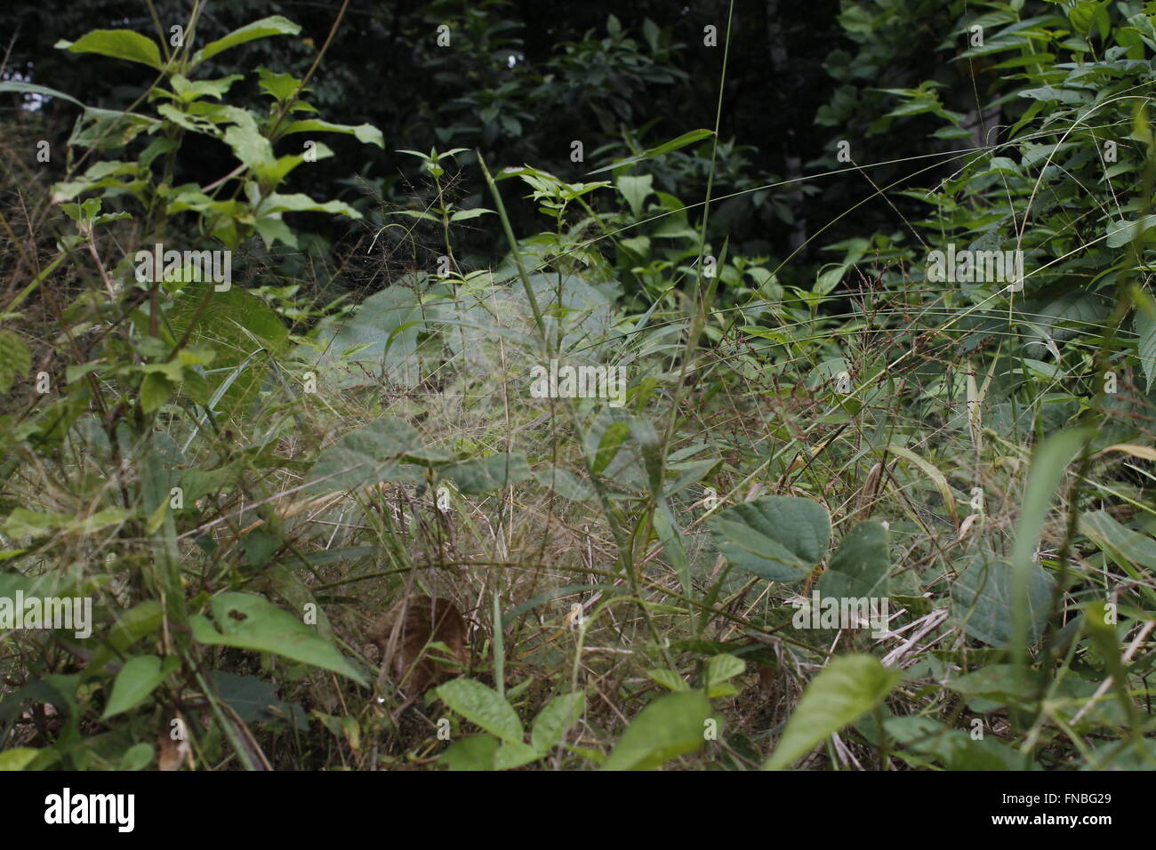 Caribbean plants hi-res stock photography and images - Alamy
