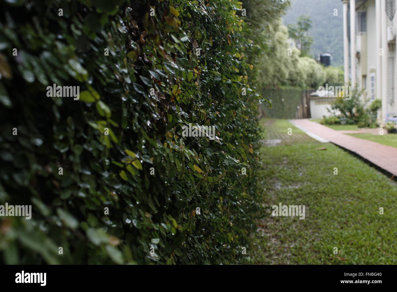 Wall of leaves hi-res stock photography and images - Alamy