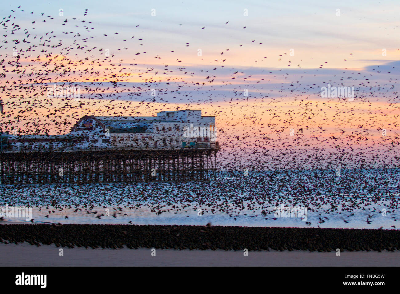 flock fly animal starling flight swarm bird dusk murmuration blackpool ...