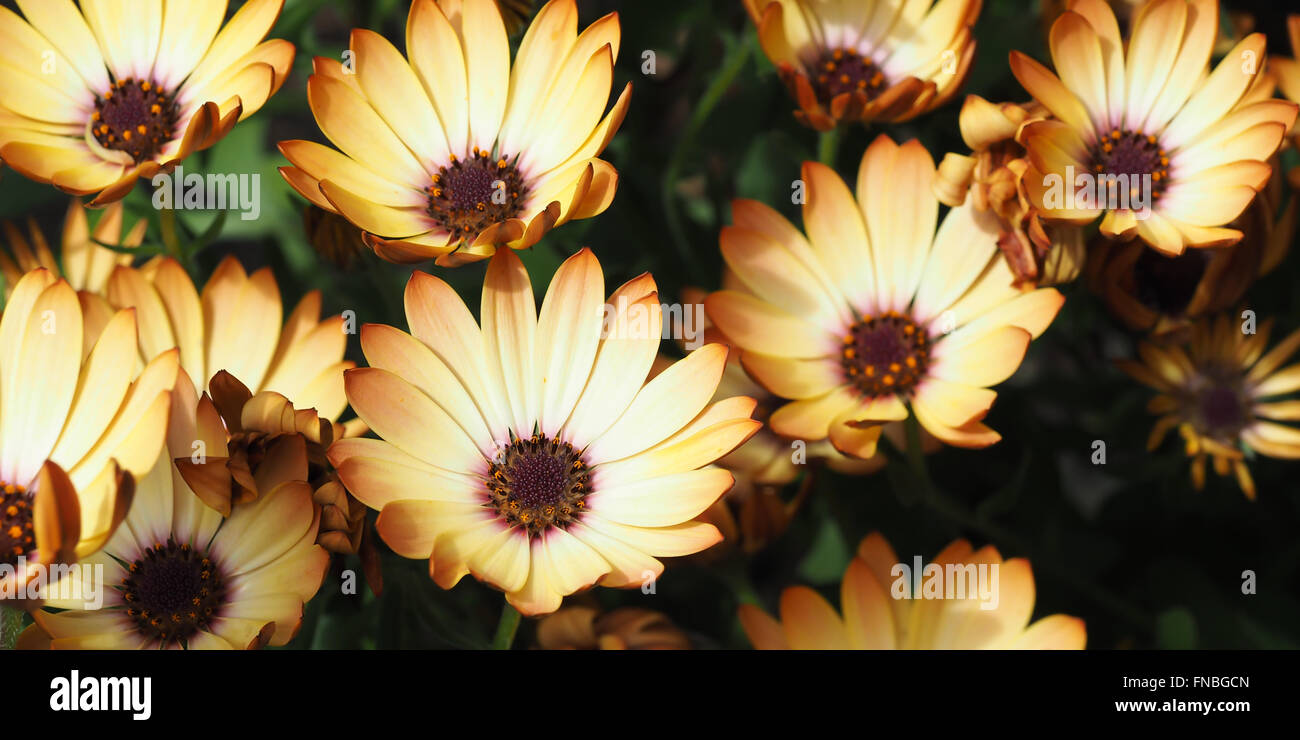 Daisies Creamy Yellow Horizontal 2 Stock Photo - Alamy