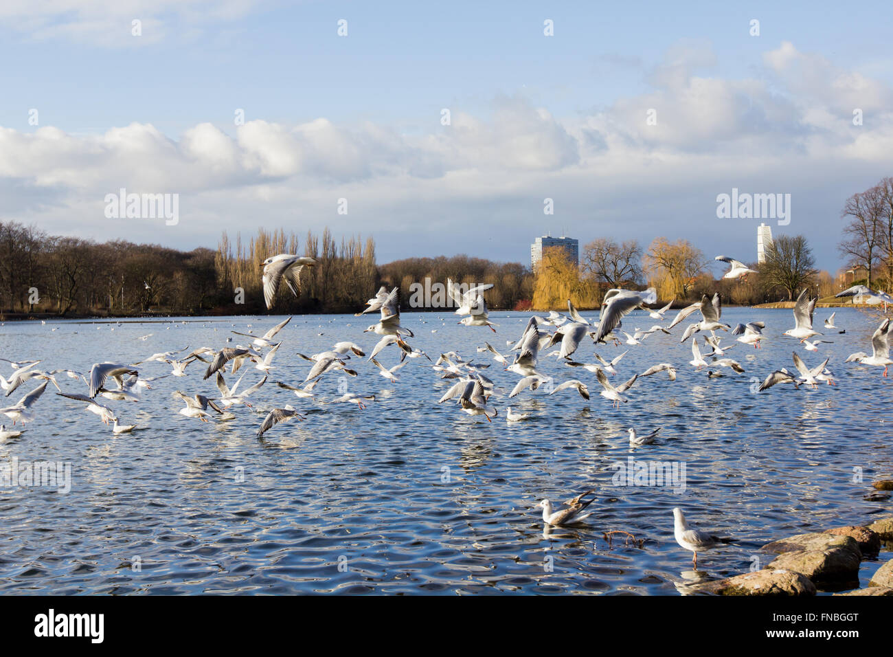 Malmo birds hi-res stock photography and images - Alamy