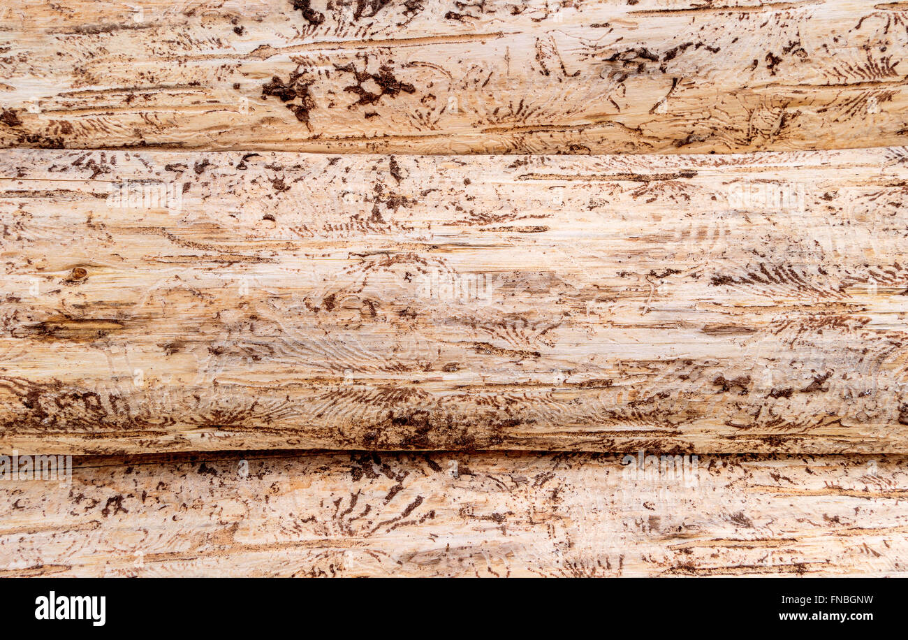 Beige brown texture of three lie on top of each other, peeled ...