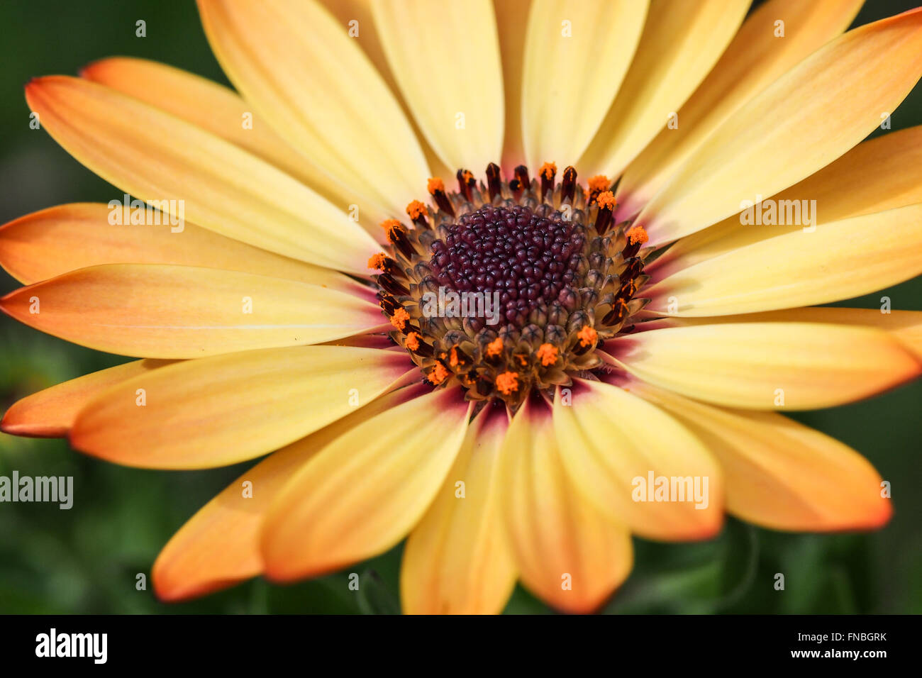 Daisy Flower Creamy Yellow Stock Photo - Alamy