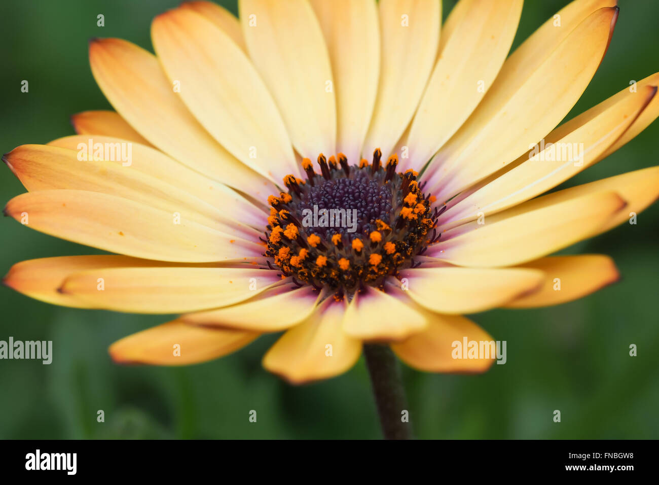 Daisy Flower Cream Yellow Stock Photo - Alamy