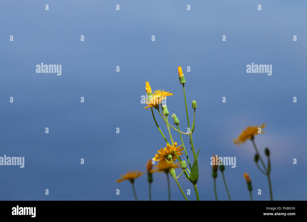 yellow weed bloom with a blue background Stock Photo - Alamy