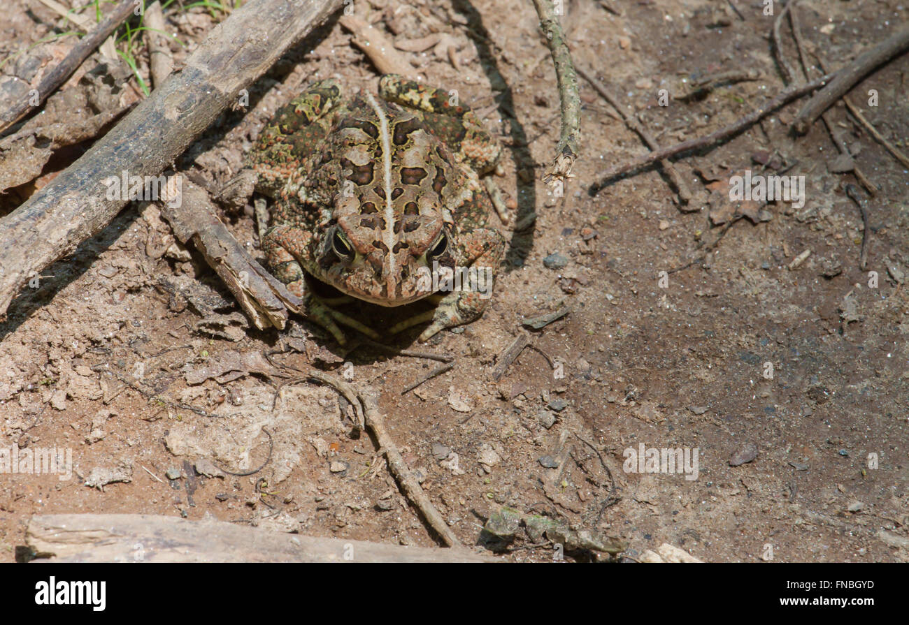 Fowlers toads hi-res stock photography and images - Alamy