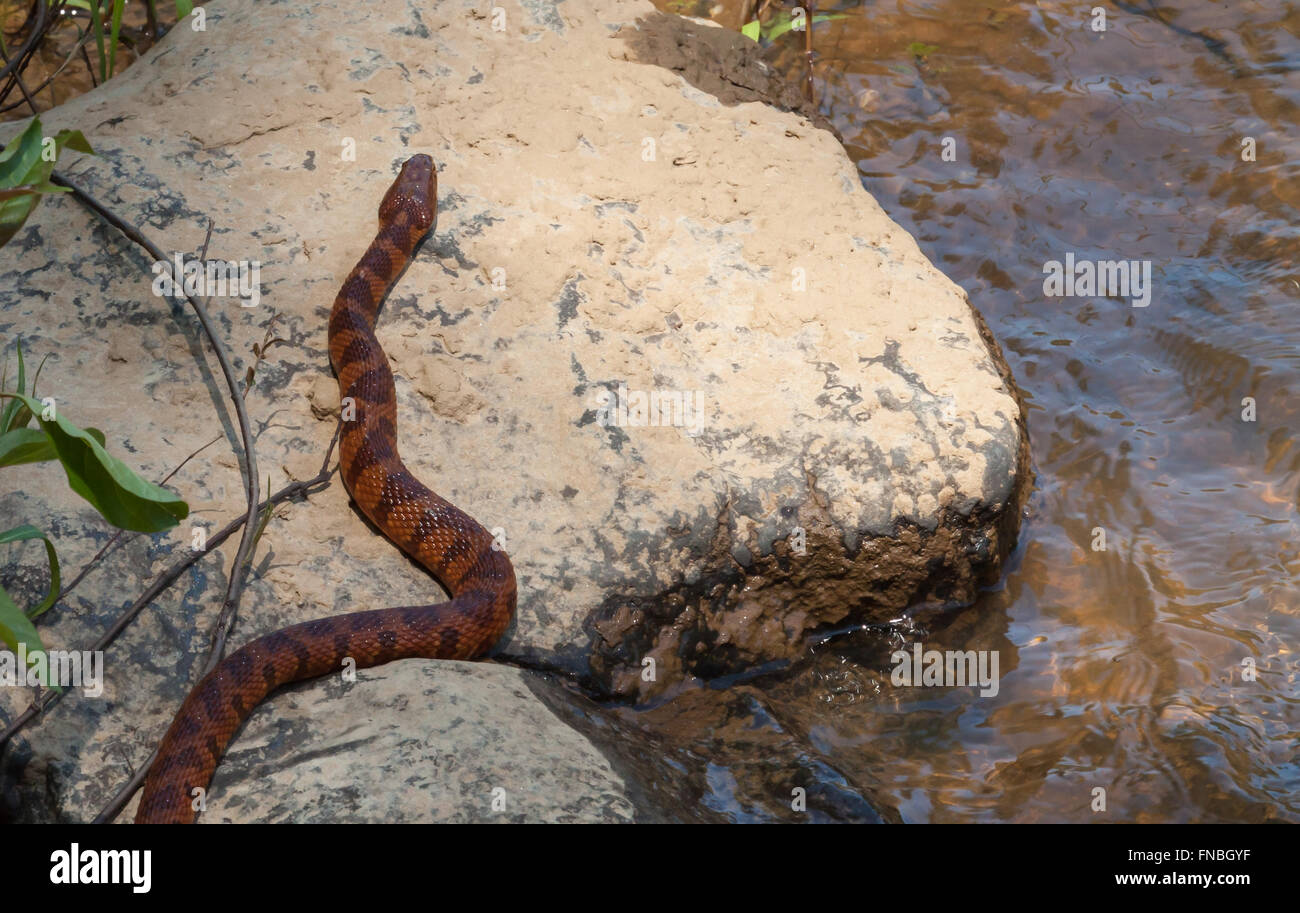 Wild Corn Snake for creek side Stock Photo - Alamy