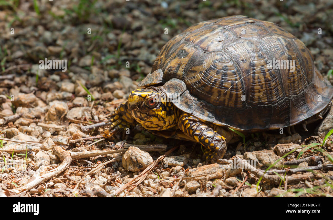 Eastern box turtle, water hi-res stock photography and images - Alamy