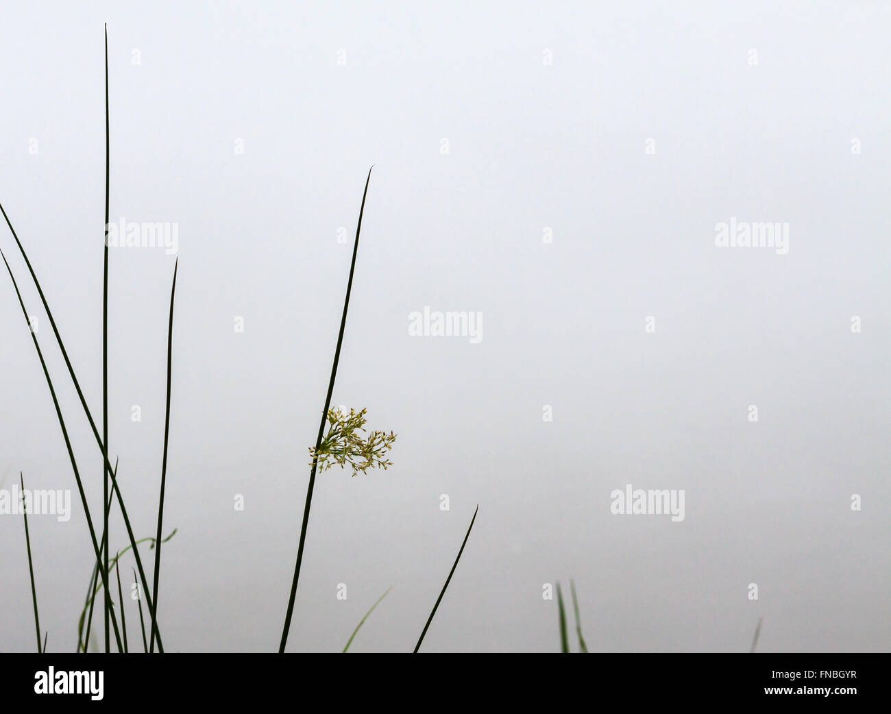 Riverside grass texture at morning Stock Photo - Alamy