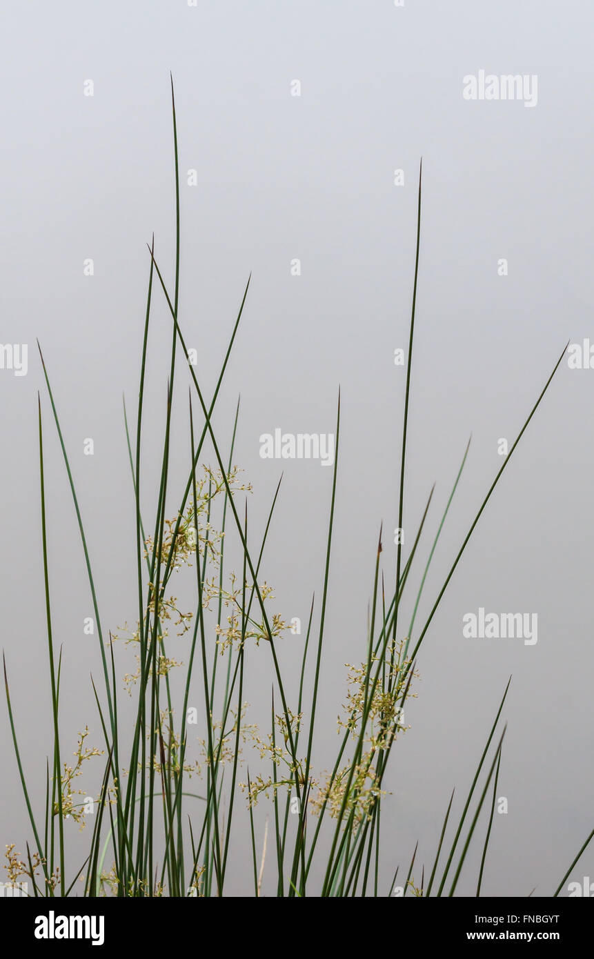 Riverside grass texture at morning Stock Photo - Alamy