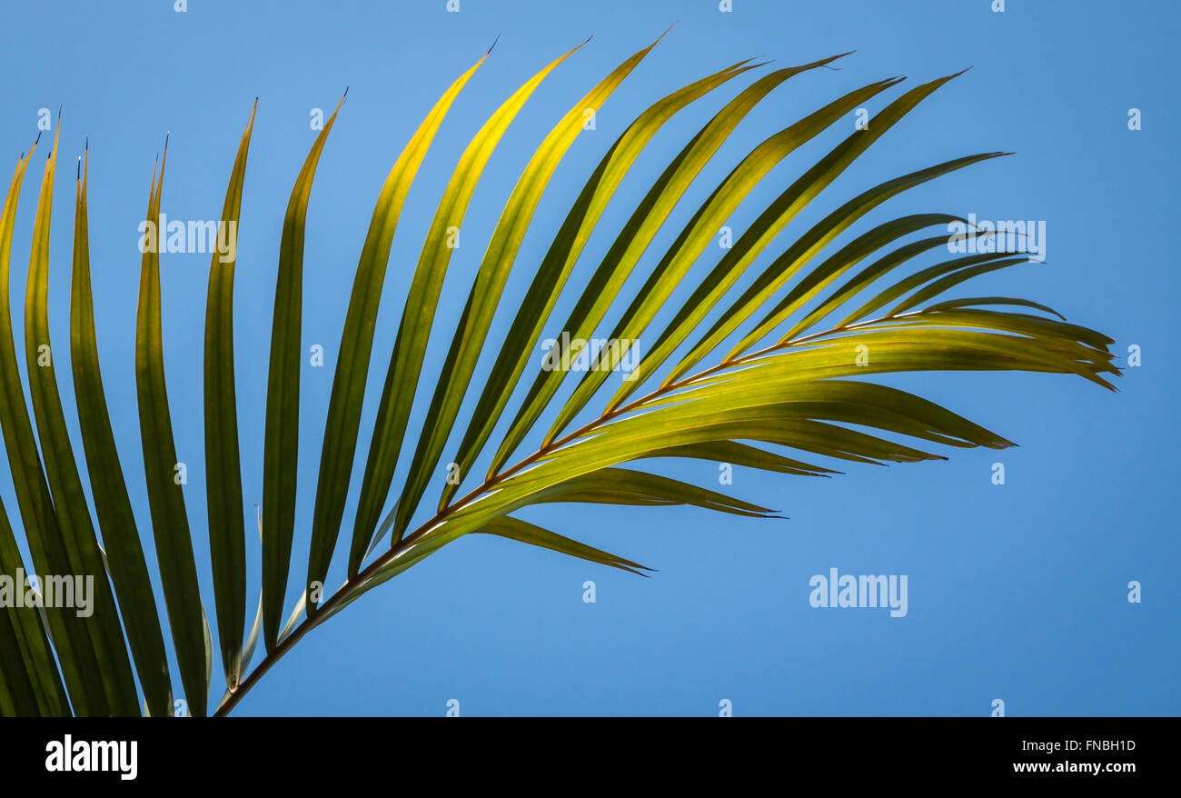 Palm fronds texture hi-res stock photography and images - Alamy