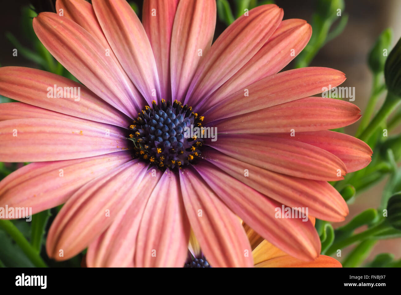 Daisy Orange and Pink 5 Stock Photo - Alamy