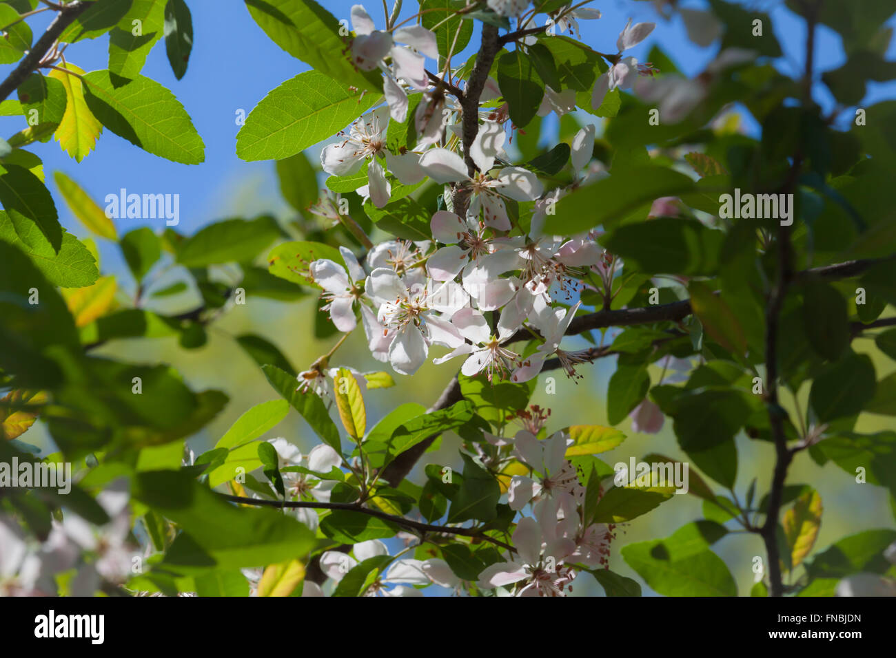 Spring blooms hi-res stock photography and images - Alamy