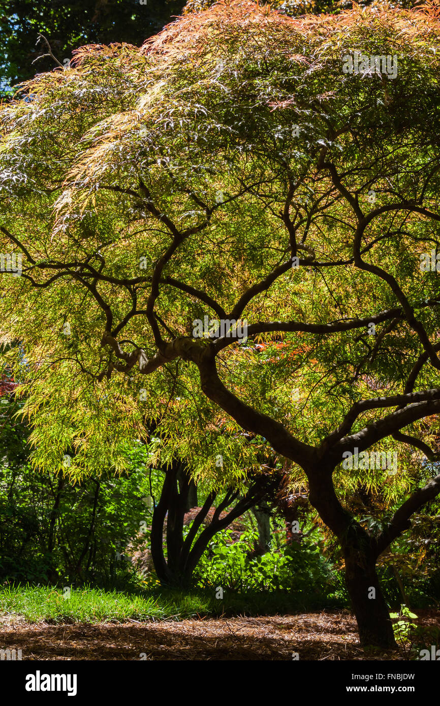 Trees in nature Stock Photo - Alamy