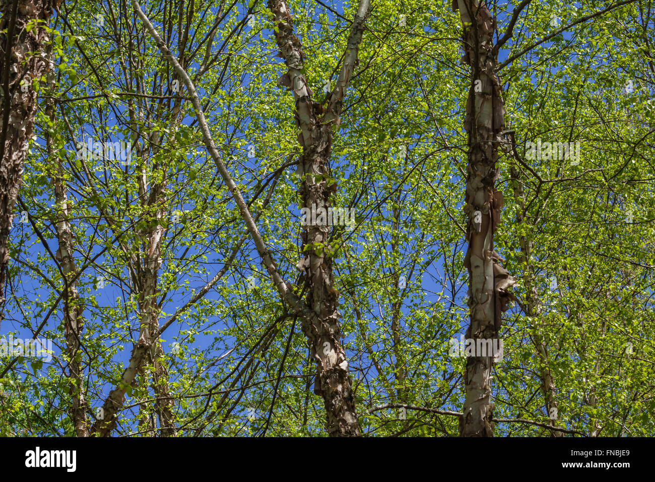Trees in nature Stock Photo - Alamy