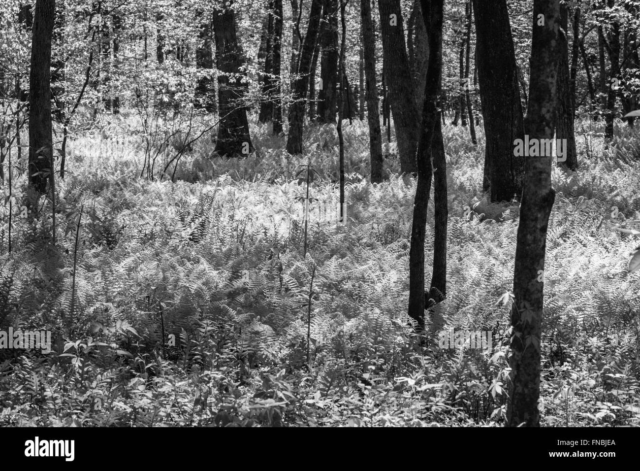 Trees in nature Stock Photo - Alamy