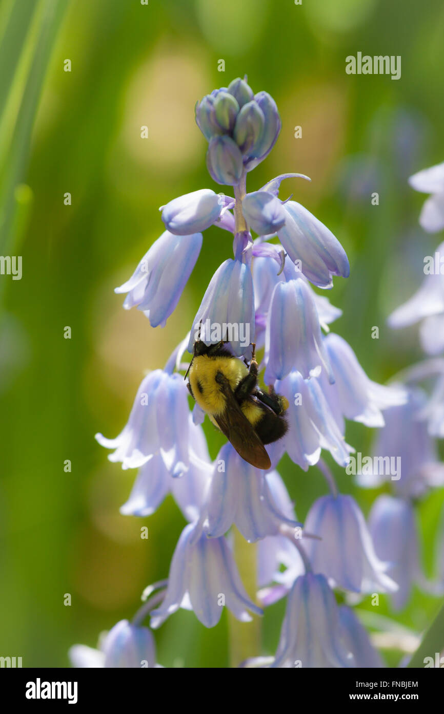 Spring Flowers and growth in Georgia Stock Photo - Alamy